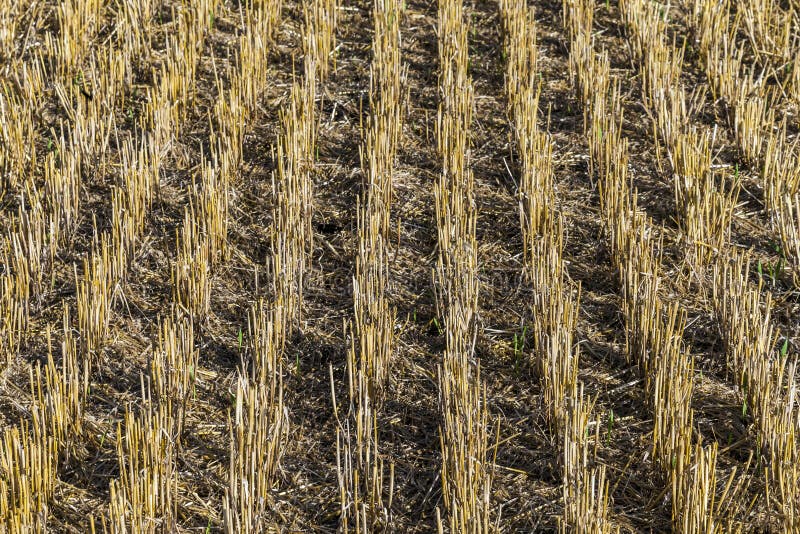 Stubble Field stock photo. Image of agricultural, yellow - 47936090