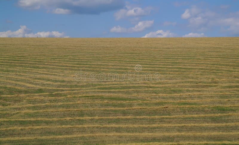 Green field stock photo. Image of freshly, grass, countryside - 39537724