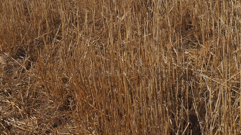 Stubble Stalks of Cereal Plants, Crops, after Harvesting. Stalks and ...