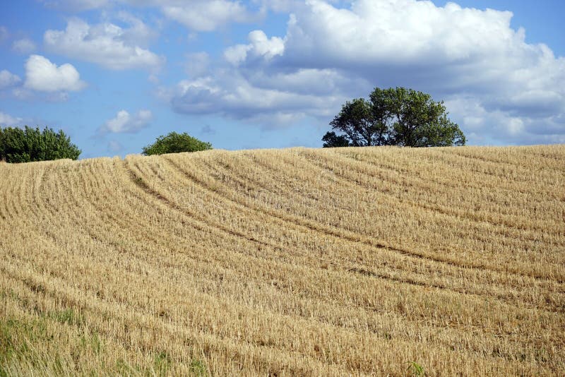 Stubble field stock image. Image of grass, cultivated - 65354933