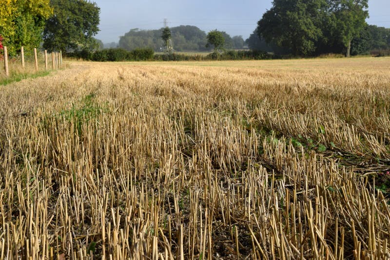 Stubble in Field after Harvest Stock Photo - Image of trees, edge: 60029138