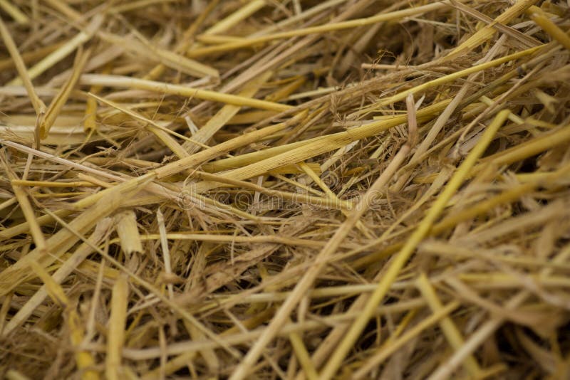 Stubble Field after Harvest Stock Image - Image of farm, horizontal ...