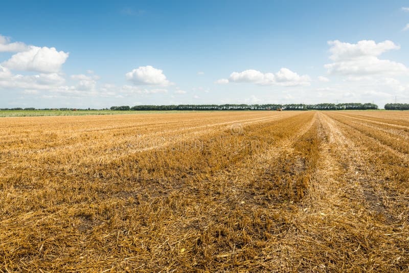 Stubble Field after Harvesting Grain Stock Photo - Image of cloud, gold ...