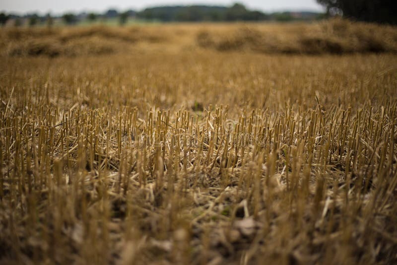 Stubble field stock photo. Image of stem, harvesting - 33142422
