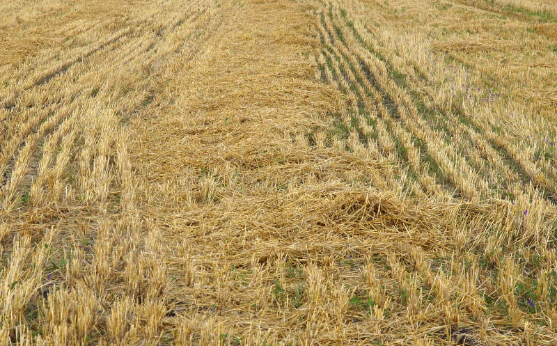 Stubble after harvest stock image. Image of color, farming - 81615945