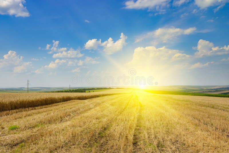Stubble in a Harvested Wheat Field and Bright Sun Stock Image - Image ...