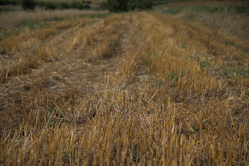 Stubble Left Over after Harvest Stock Photo - Image of great, grass ...