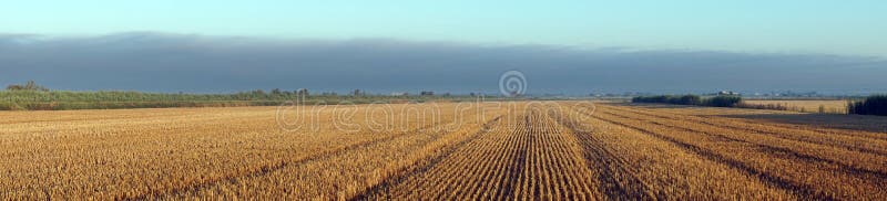Stubble stock photo. Image of stubble, stem, perspective - 65357068