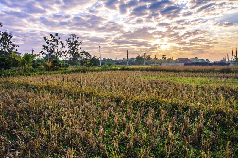 Stubble of Rice after Harvest in Rural at Sunset Stock Photo - Image of ...