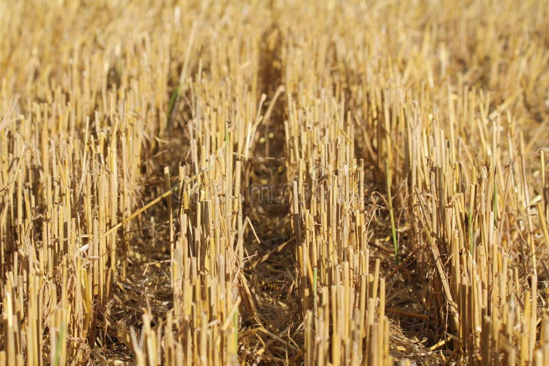 Stubblefield stock photo. Image of nature, agriculture - 42490058