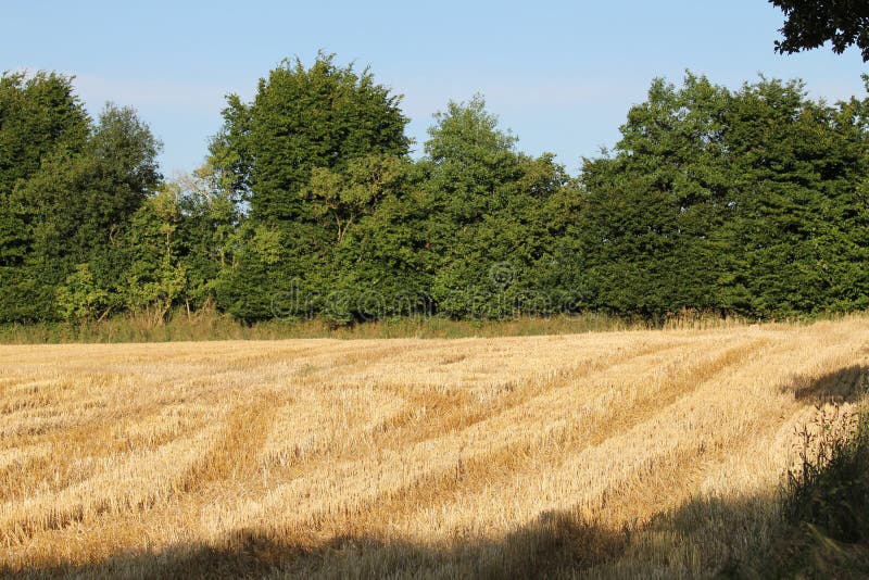 Stubblefield stock image. Image of sunlight, stubblefield - 42423503