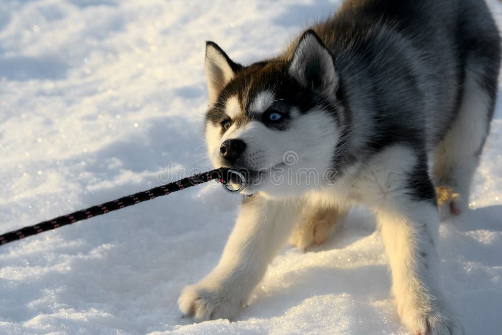 Stubborn husky puppy stock photo. Image of drag, facetious - 4929888