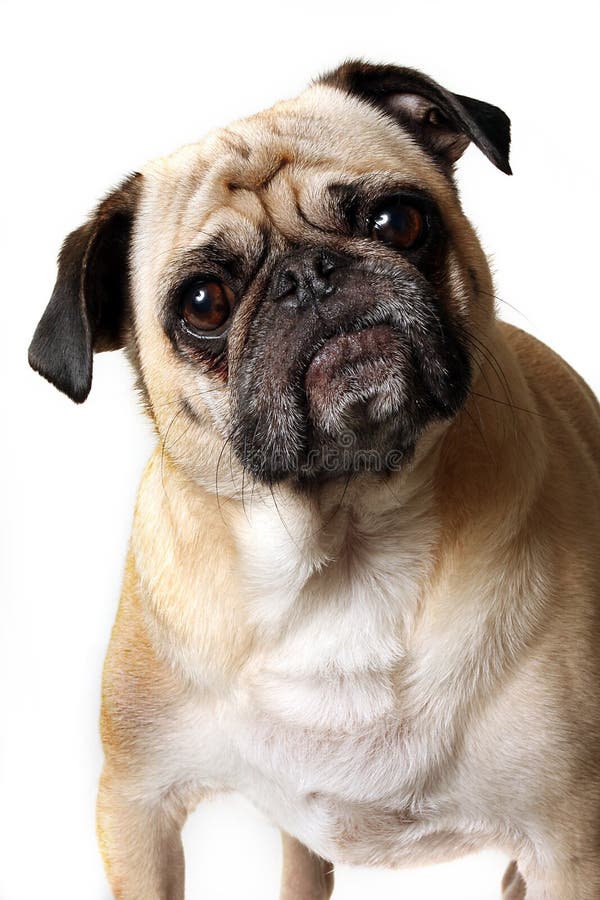 Stubborn Pug stock photo. Image of pets, frowning, upset - 6005080
