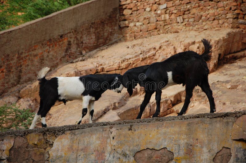 Stubbornness stock image. Image of stubborn, bodanie - 43870589
