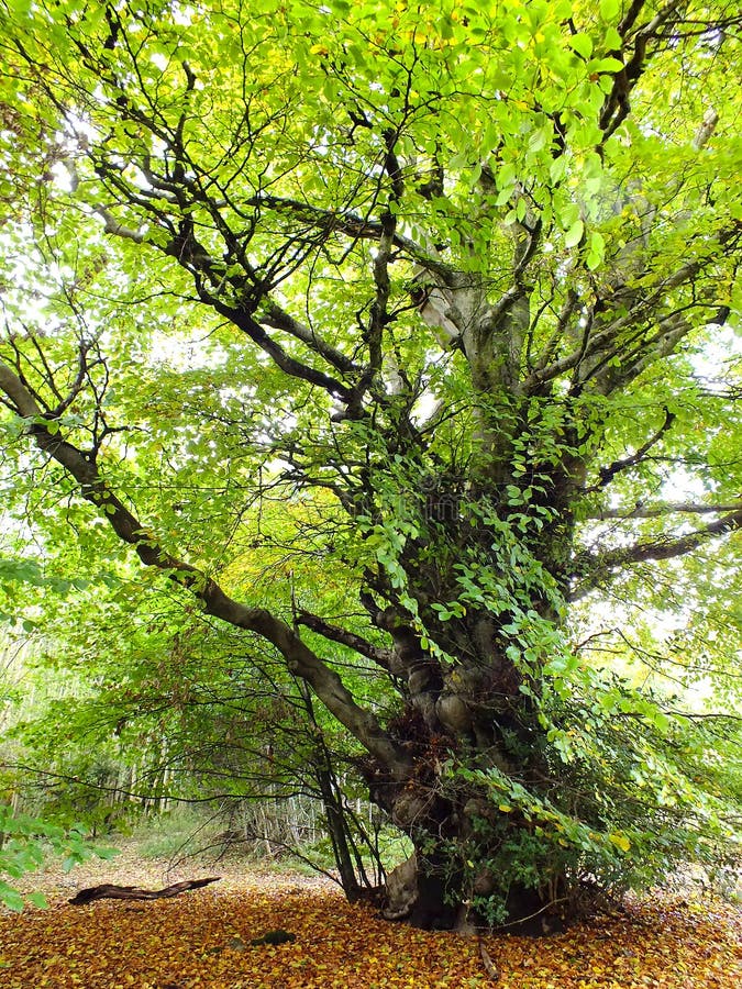 Stubby Green Tree stock image. Image of wood, nature - 93043431