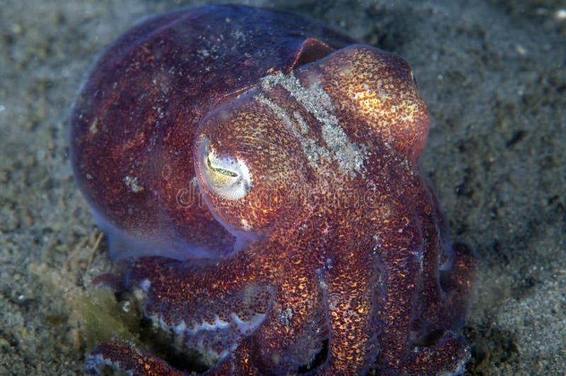 Stubby Squid stock photo. Image of predator, west, squid - 14788802