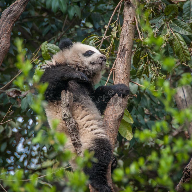 Stuck Panda Stock Photos - Free & Royalty-Free Stock Photos from Dreamstime