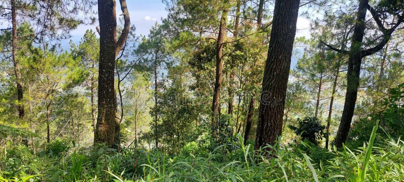 Stuck in the Dense Pine Forest Stock Photo - Image of trail, meadow ...