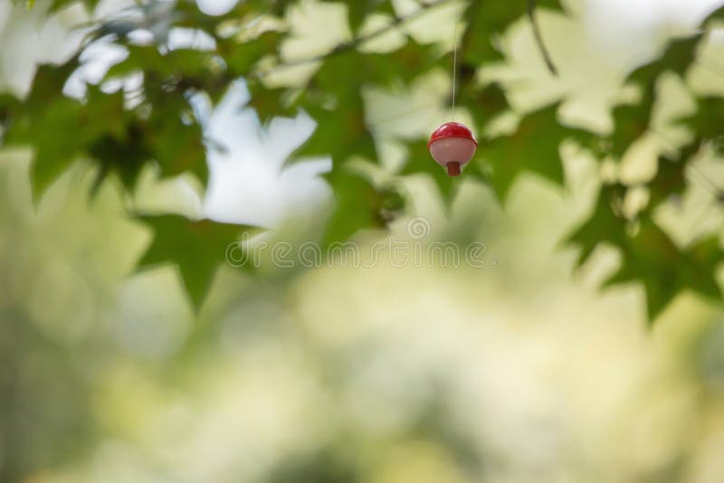 Fishing lure stuck in tree stock image. Image of pond - 14322371