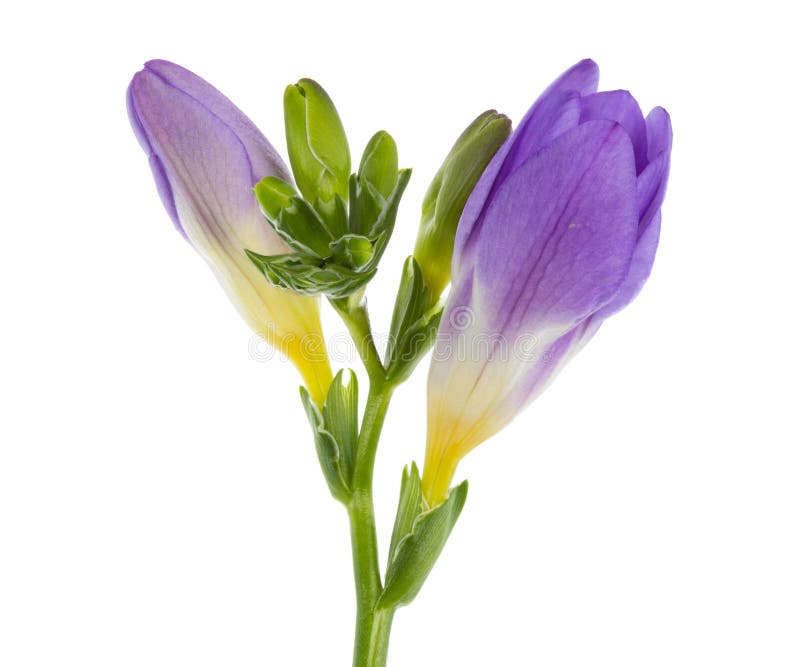 Stud of Blue Vanda Isolated on White Stock Image - Image of beautiful ...