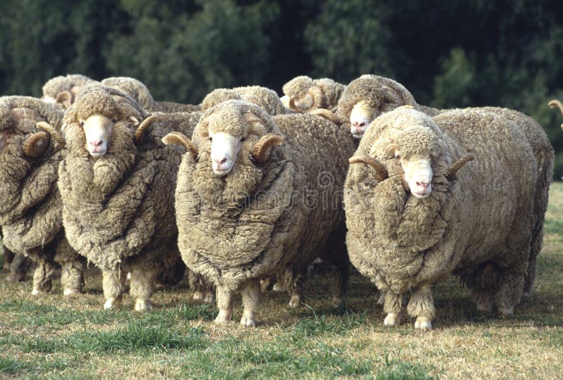 Stud merino rams stock photo. Image of farm, australian - 65384722