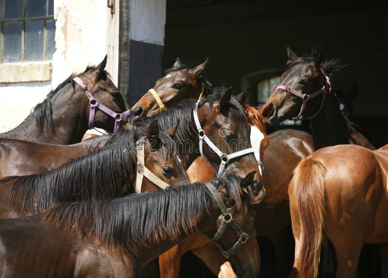 Stud in the stable stock photo. Image of horses, herding - 43691262