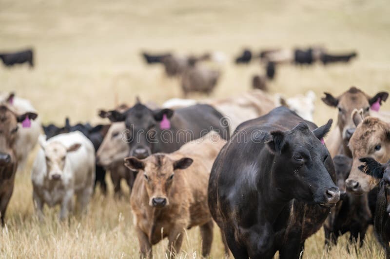 Stud Wagyu and Angus Beef Cows in a Paddock Free Range in Australia, in ...