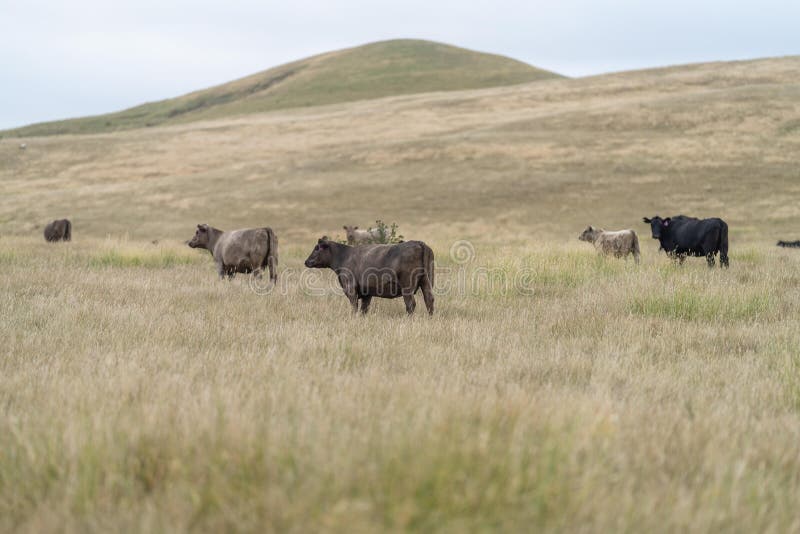 Stud Wagyu and Angus Beef Cows in a Paddock Free Range in Australia, in ...