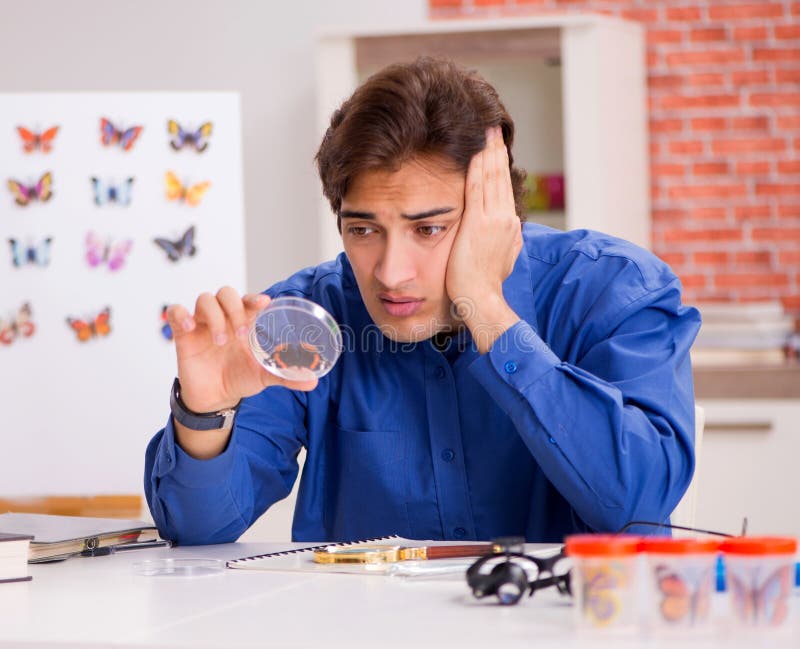 Student Entomologist Studying New Species of Butterflies Stock Photo ...