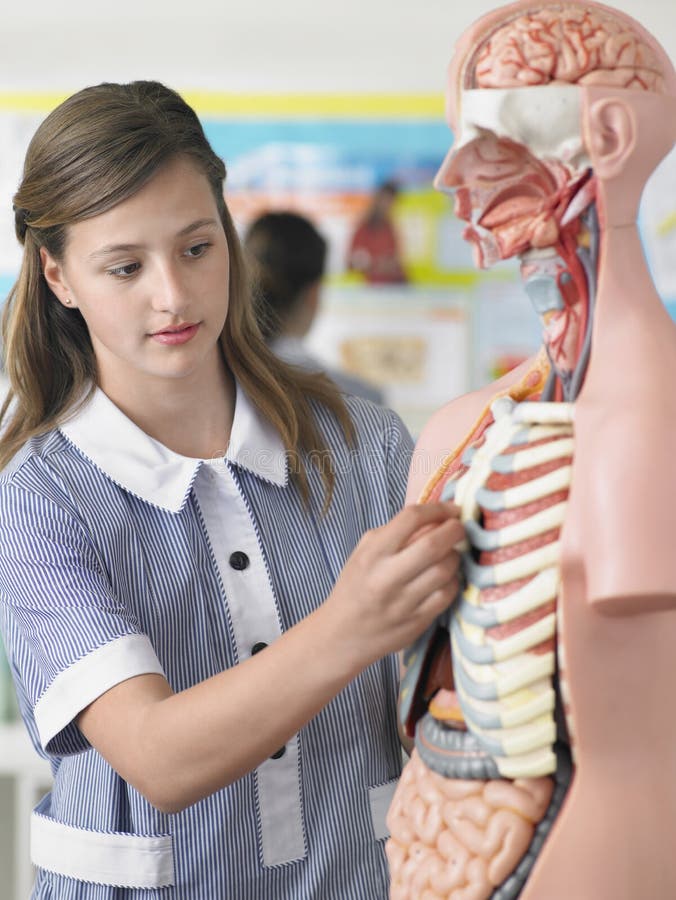 Student Undersöker Anatomisk Modell I Laboratorium Arkivfoto - Bild av ...