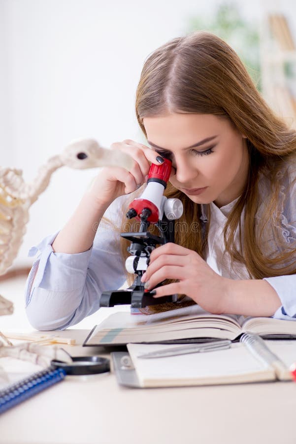 The Student Examining Animal Skeleton in Classroom Stock Image - Image ...