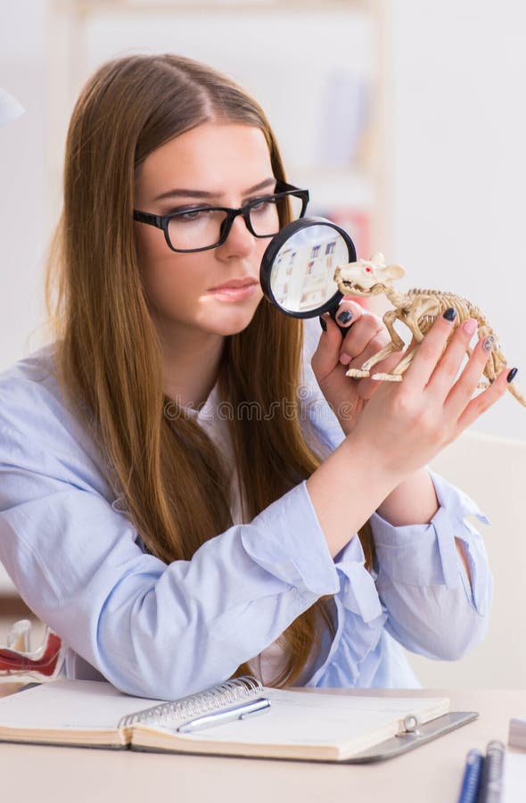 Student Examining Animal Skeleton in Classroom Stock Photo - Image of ...