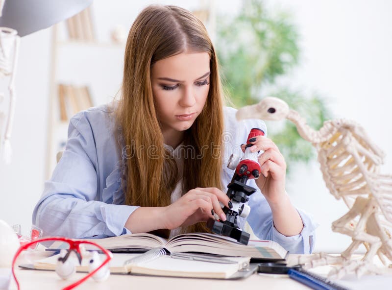 Student Examining Animal Skeleton in Classroom Stock Image - Image of ...