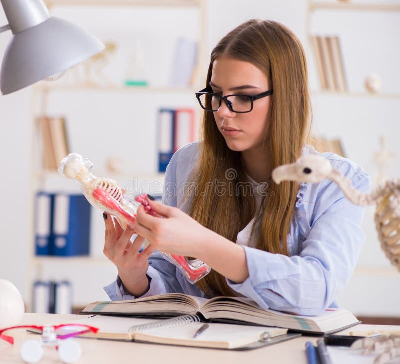 Student Examining Animal Skeleton in Classroom Stock Photo - Image of ...