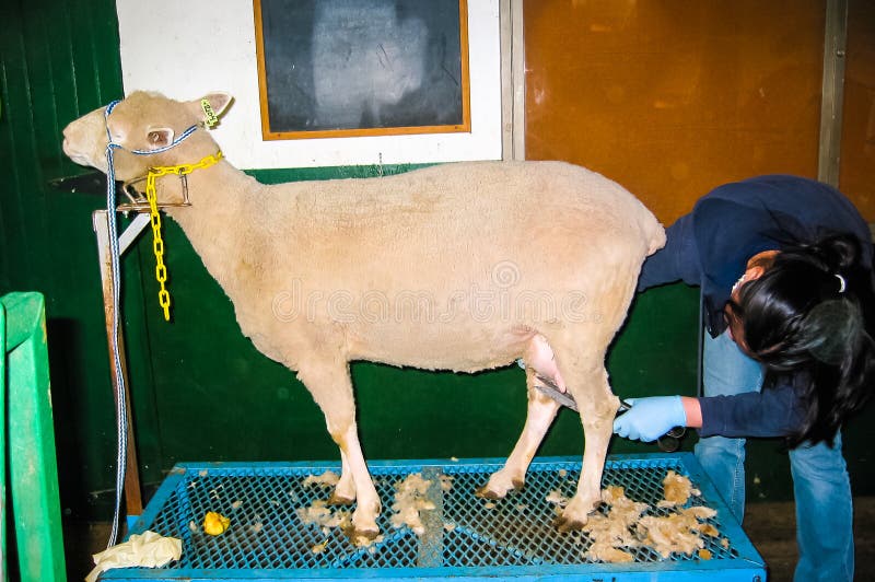 Student Grooming a Domestic Sheep Stock Image - Image of animal, wash ...