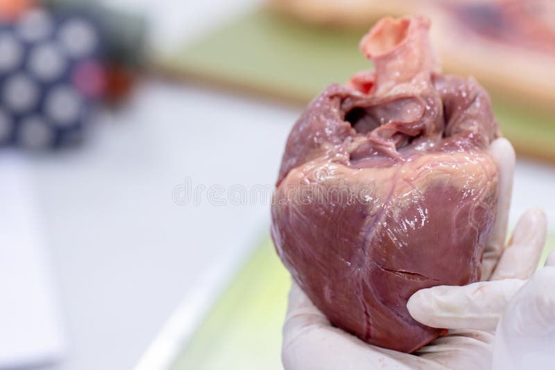 Student Learning Anatomy Raw Pig Heart for Education. Stock Image ...