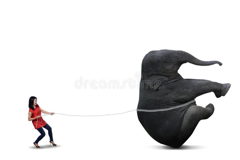 Elephant People Pulling Rope Stock Photos - Free & Royalty-Free Stock ...