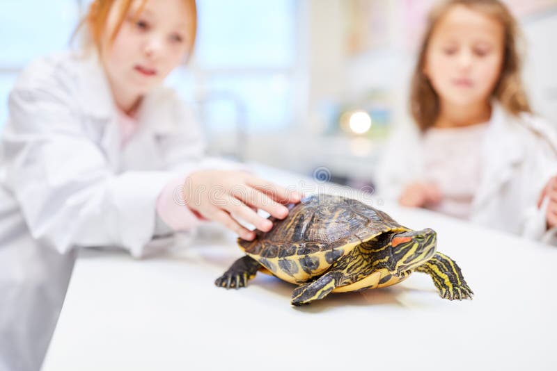 Student watching a turtle stock image. Image of children - 164651281