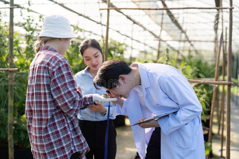 Researching Cannabis Growth Techniques Greenhouse Educational Session ...
