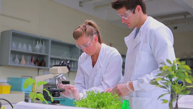 Students Doing Plant Research in the Lab Stock Footage - Video of ...