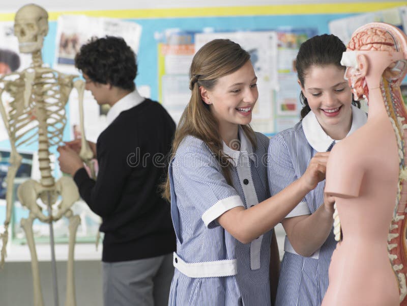 Lab Mannequin Stock Photos - Free & Royalty-Free Stock Photos from ...