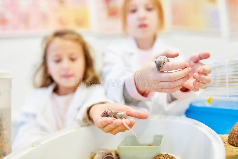Students Explore the Behavior of Mice Stock Photo - Image of ethology ...