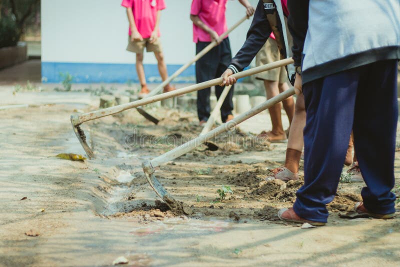 The Students Help To Dig Up the Grass To Prepare the Trees. Stock Image ...