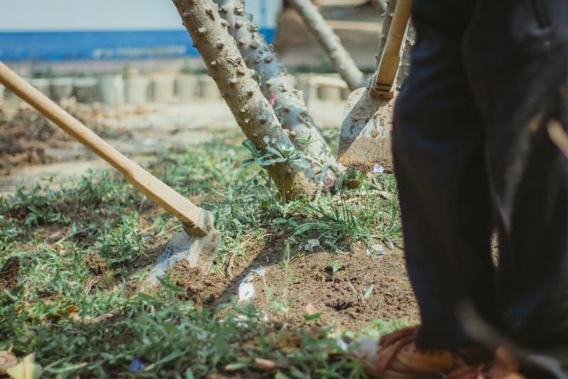 The Students Help To Dig Up the Grass To Prepare the Trees. Stock Photo ...