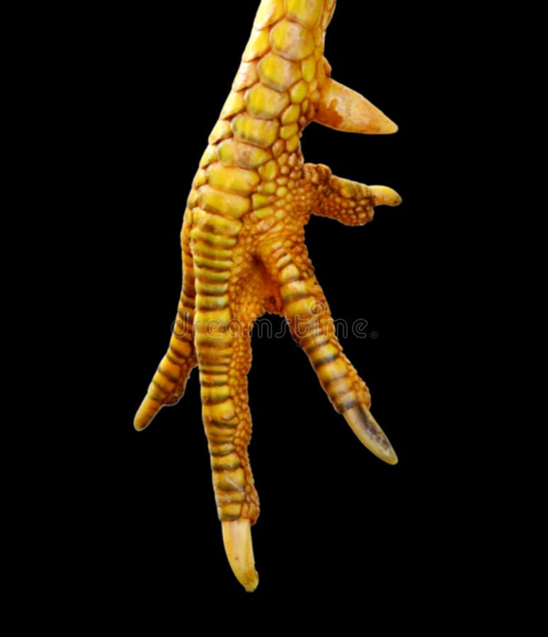 302 Chicken Nail Stock Photos - Free & Royalty-Free Stock Photos from ...