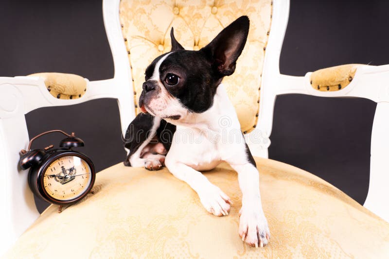 Boston Terrier Dog Sitting on an Ancient Arm Chair in Studio. Stock ...