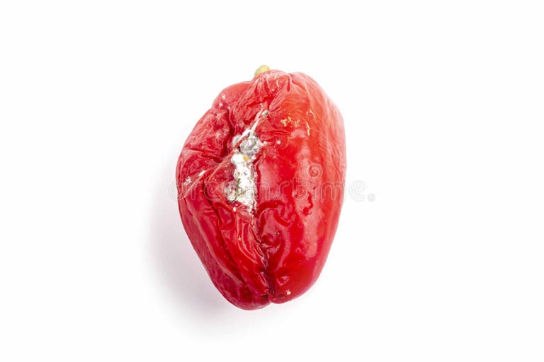 Studio Lighting. Red Pepper Covered with Mold Stock Photo - Image of ...