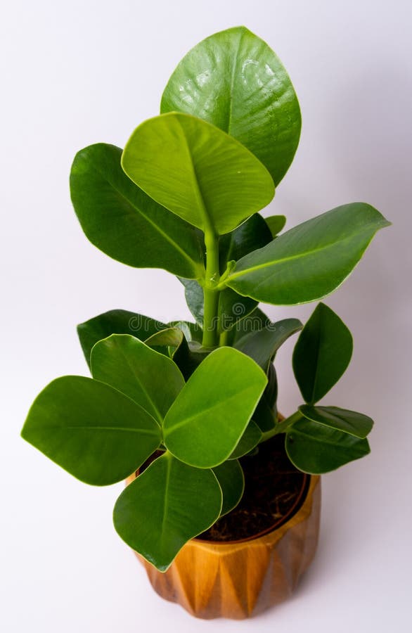 Studio Photo Shoot of an Autograph Tree Clusia Rosea, on a White ...