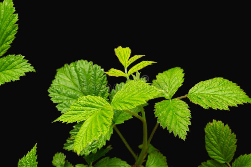 Studio Photo of Young Leaves of a Raspberry Bush Stock Photo - Image of ...