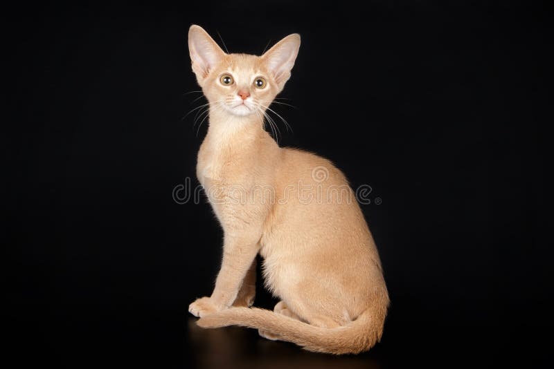 Abyssinian Cat on Colored Backgrounds Stock Photo - Image of show ...